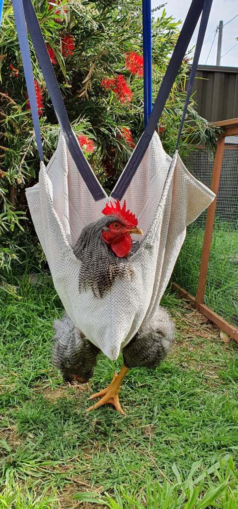 Happier Pets Mobility Aids - Wheelchairs for Chickens and Small Animals