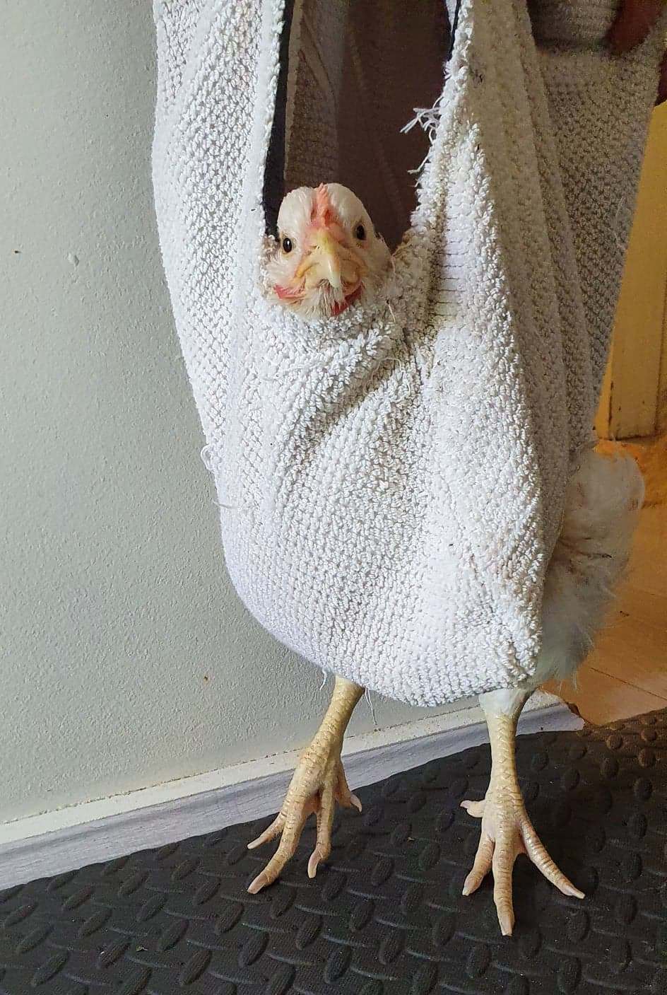 Happier Pets Mobility Aids - Wheelchairs for Chickens and Small Animals